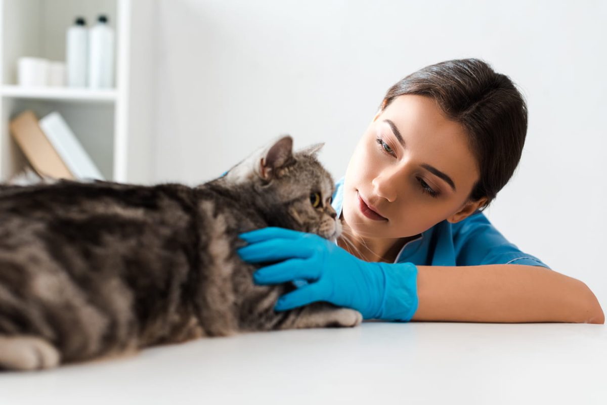 Nutricell Pet Care – Nutricell Pacific