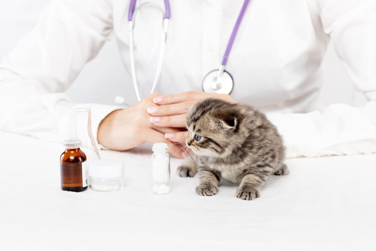 Nutricell Pet Care – Nutricell Pacific