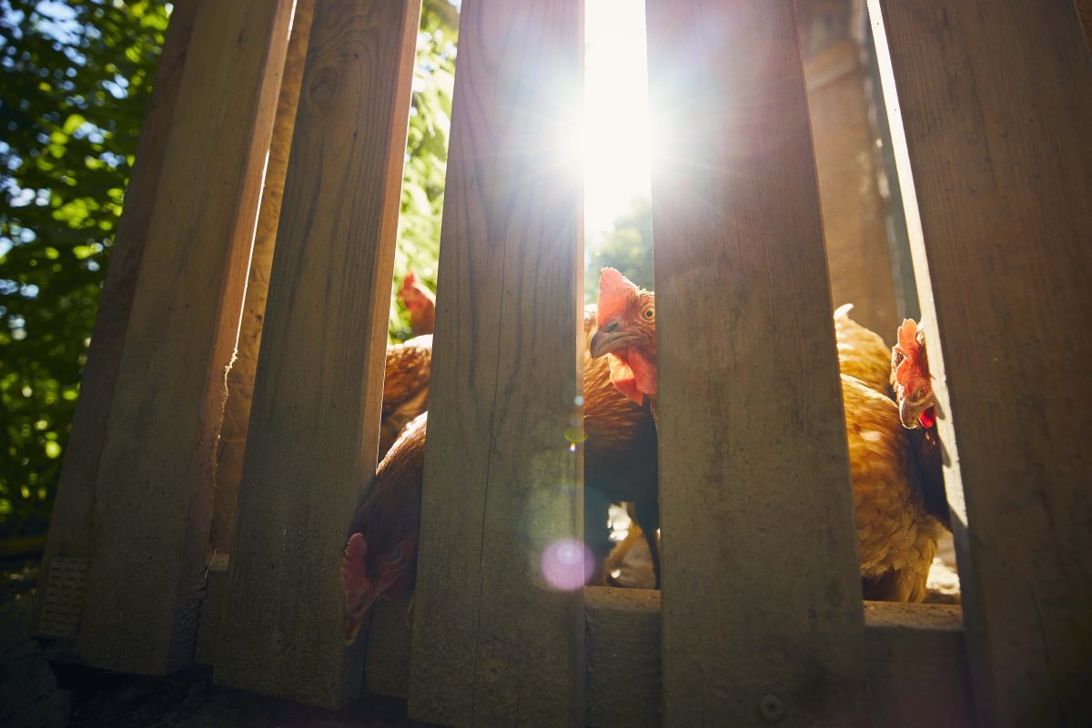 Product Innovations at Nutricell: Elevating Animal Nutrition and Health ...